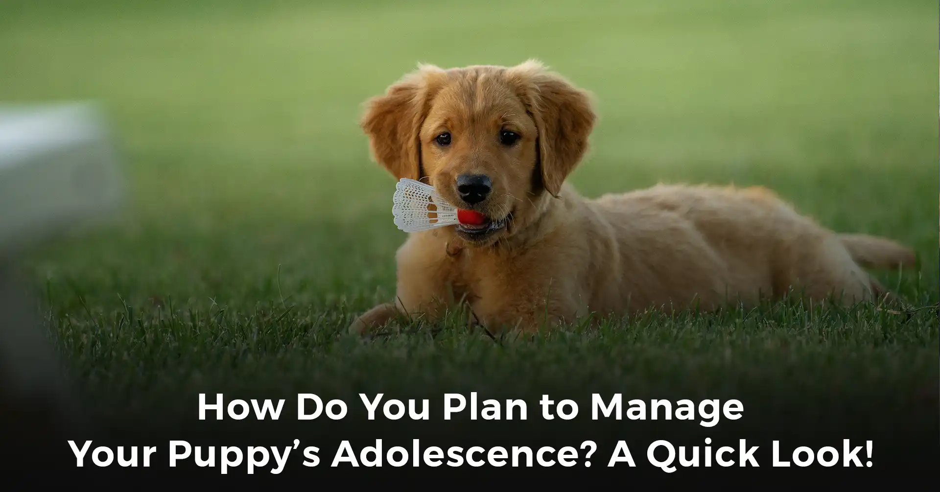 How Do You Plan to Manage Your Puppy’s Adolescence?